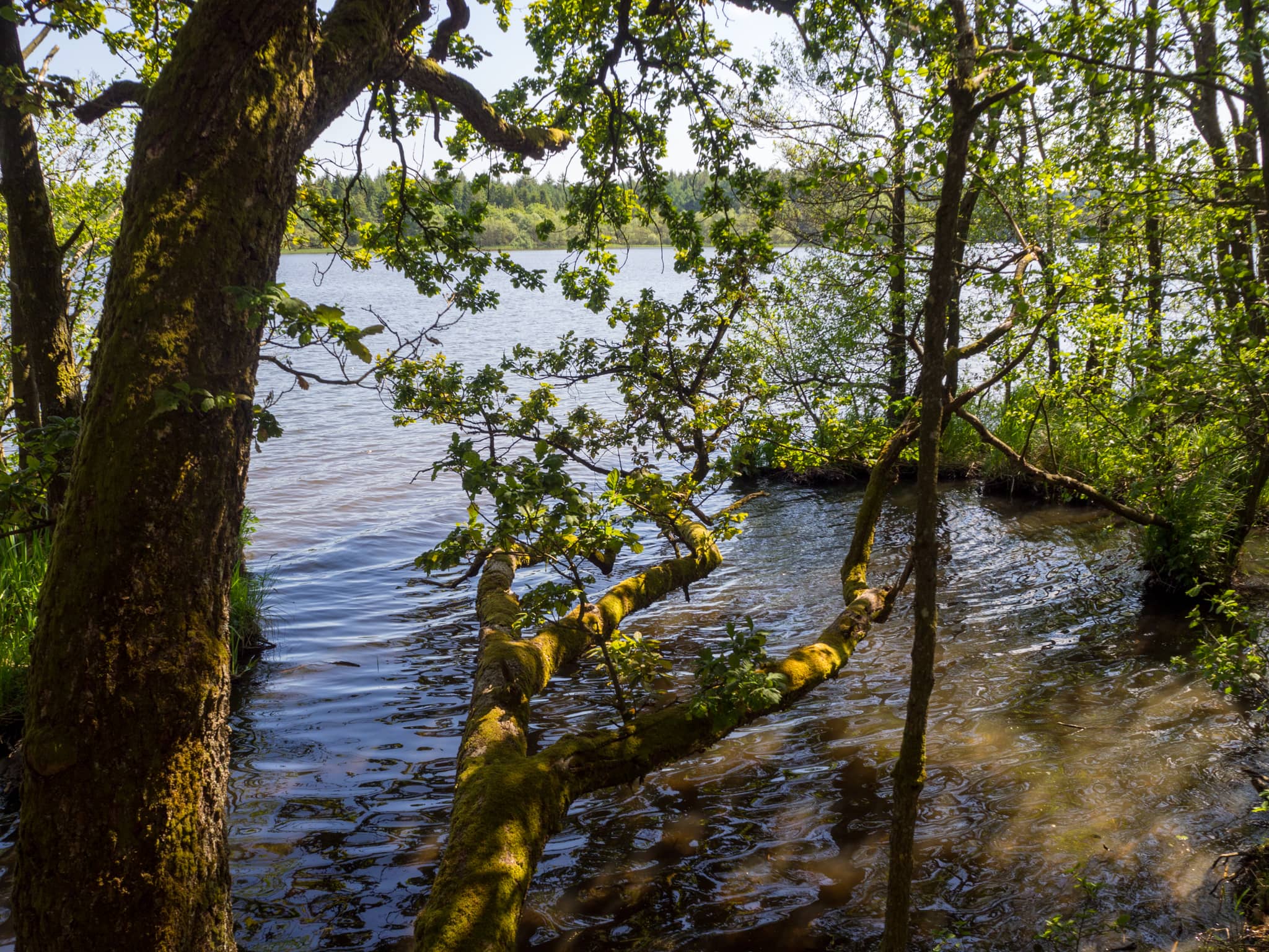 Kaje sø og Køge sø